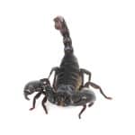 Scorpion Anatomy