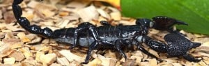 Taxonomy and Evolution of Scorpions