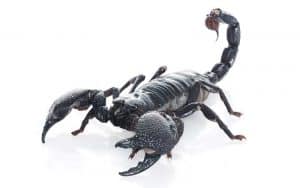 Taxonomy and Evolution of Scorpions