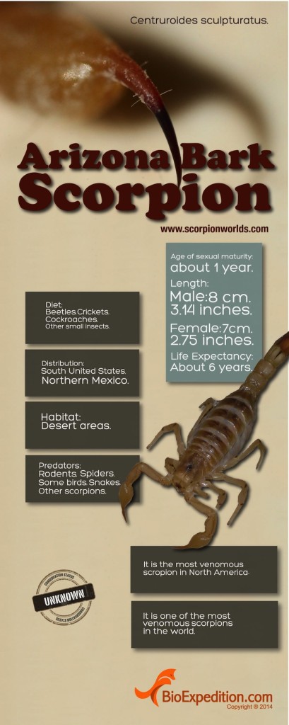 Arizona Bark Scorpion Infographic